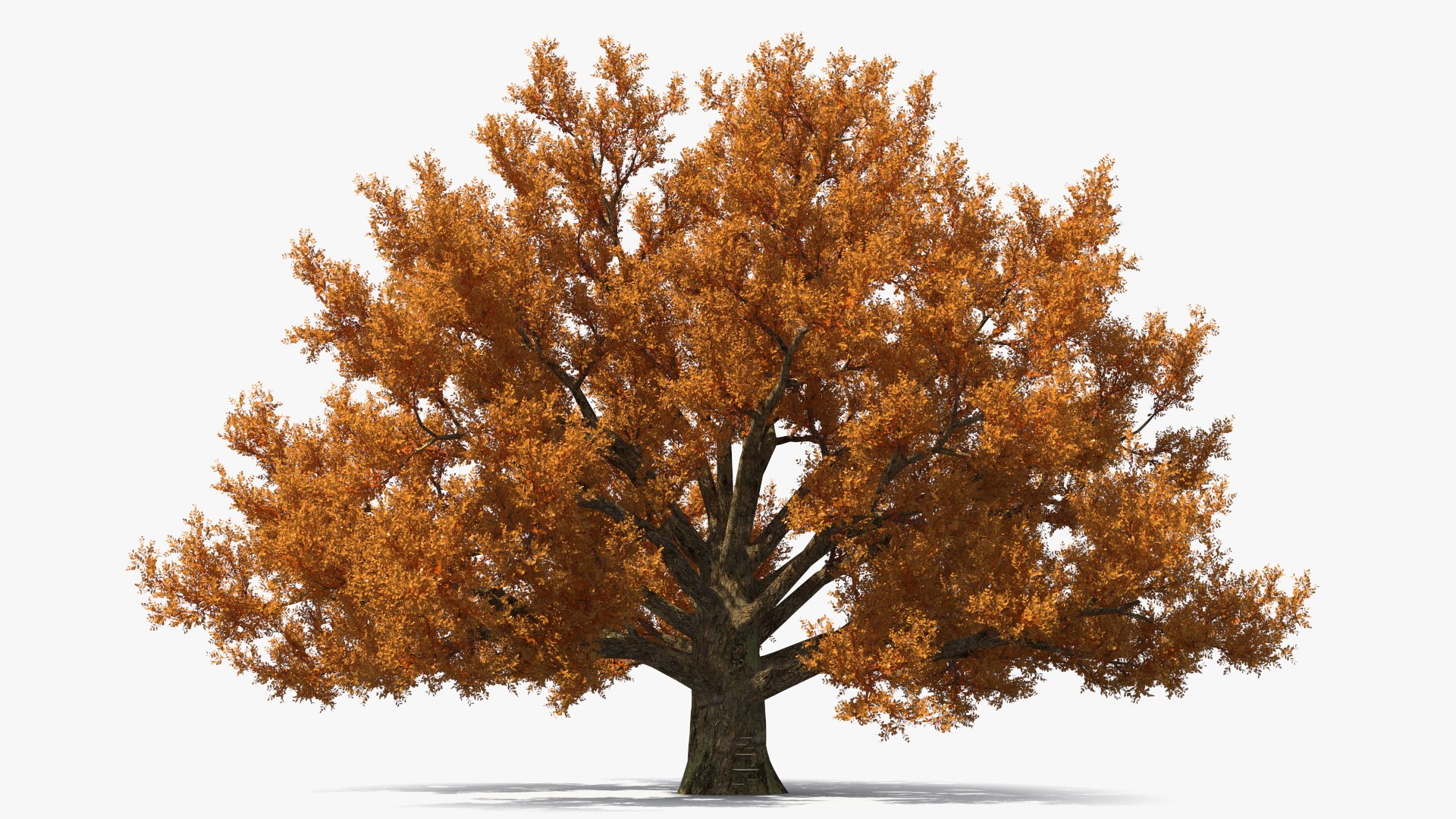 3D Model Autumn Oak Tree - TurboSquid 2201969