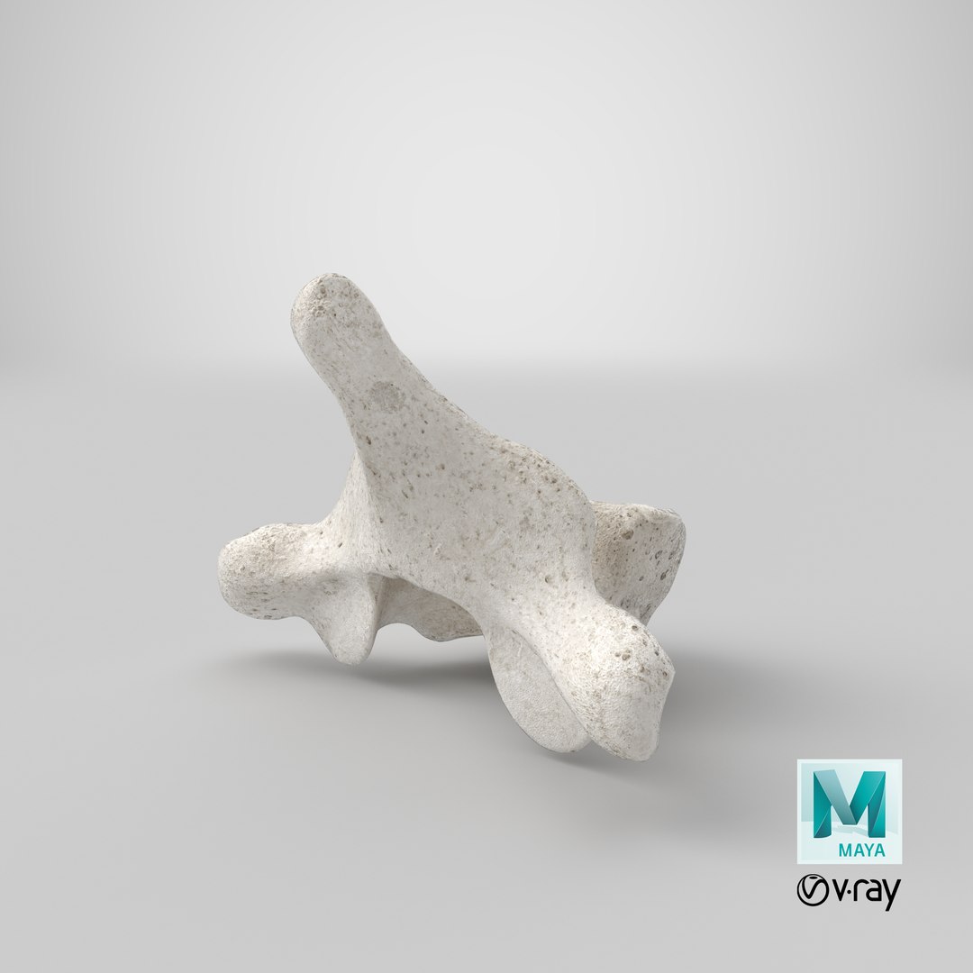 3D Thoracic Vertebrae Th1 Th12 - TurboSquid 1600278