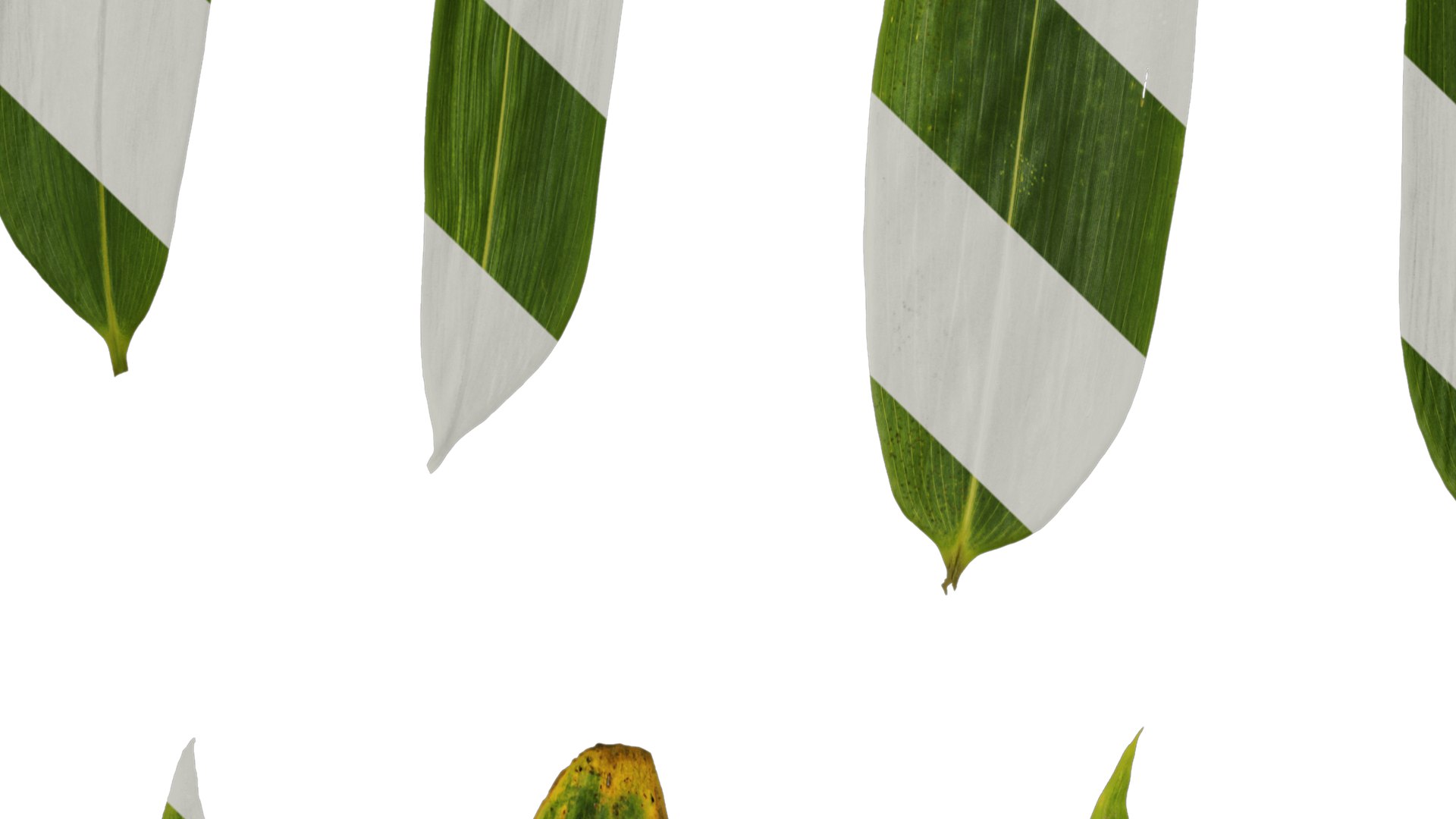 3D Anydrafts Sasa Pygmaea Leaf 01 Textures - TurboSquid 2345480