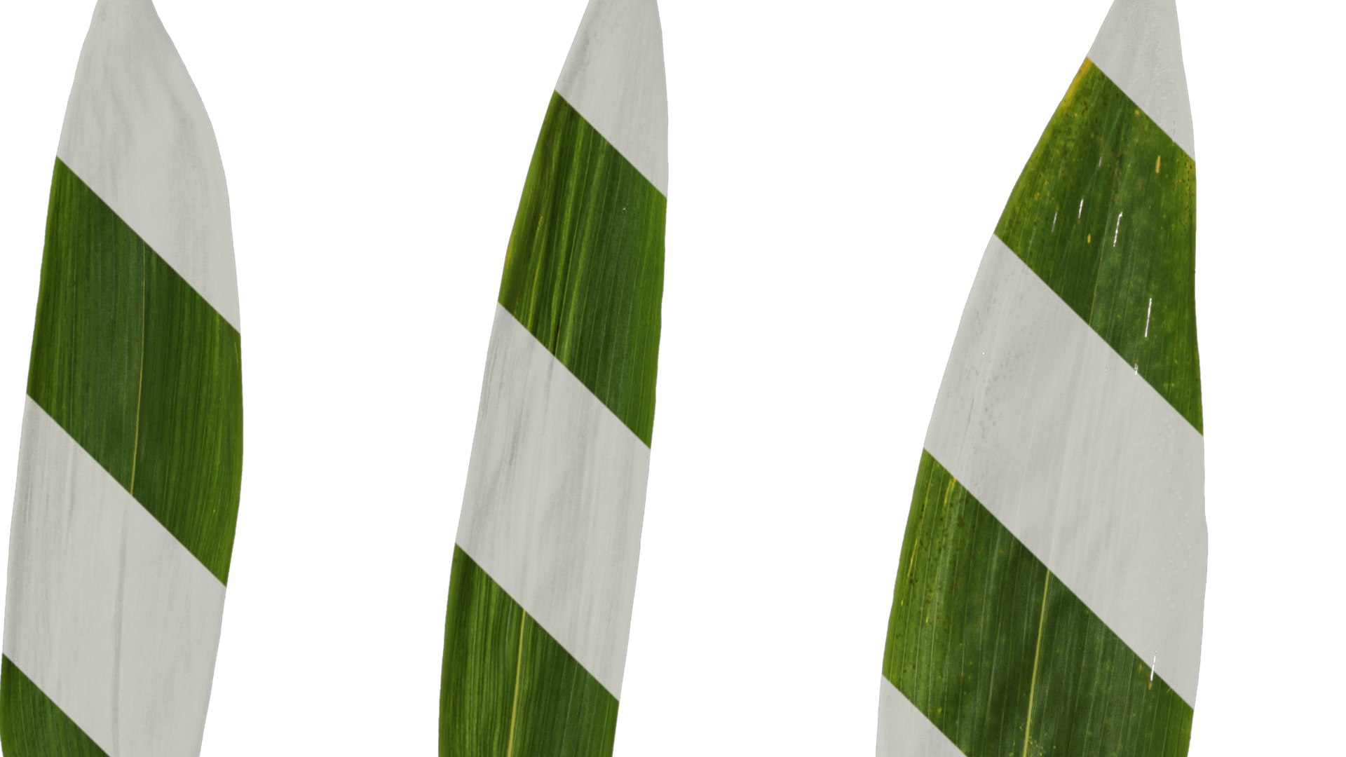 3D Anydrafts Sasa Pygmaea Leaf 01 Textures - TurboSquid 2345480