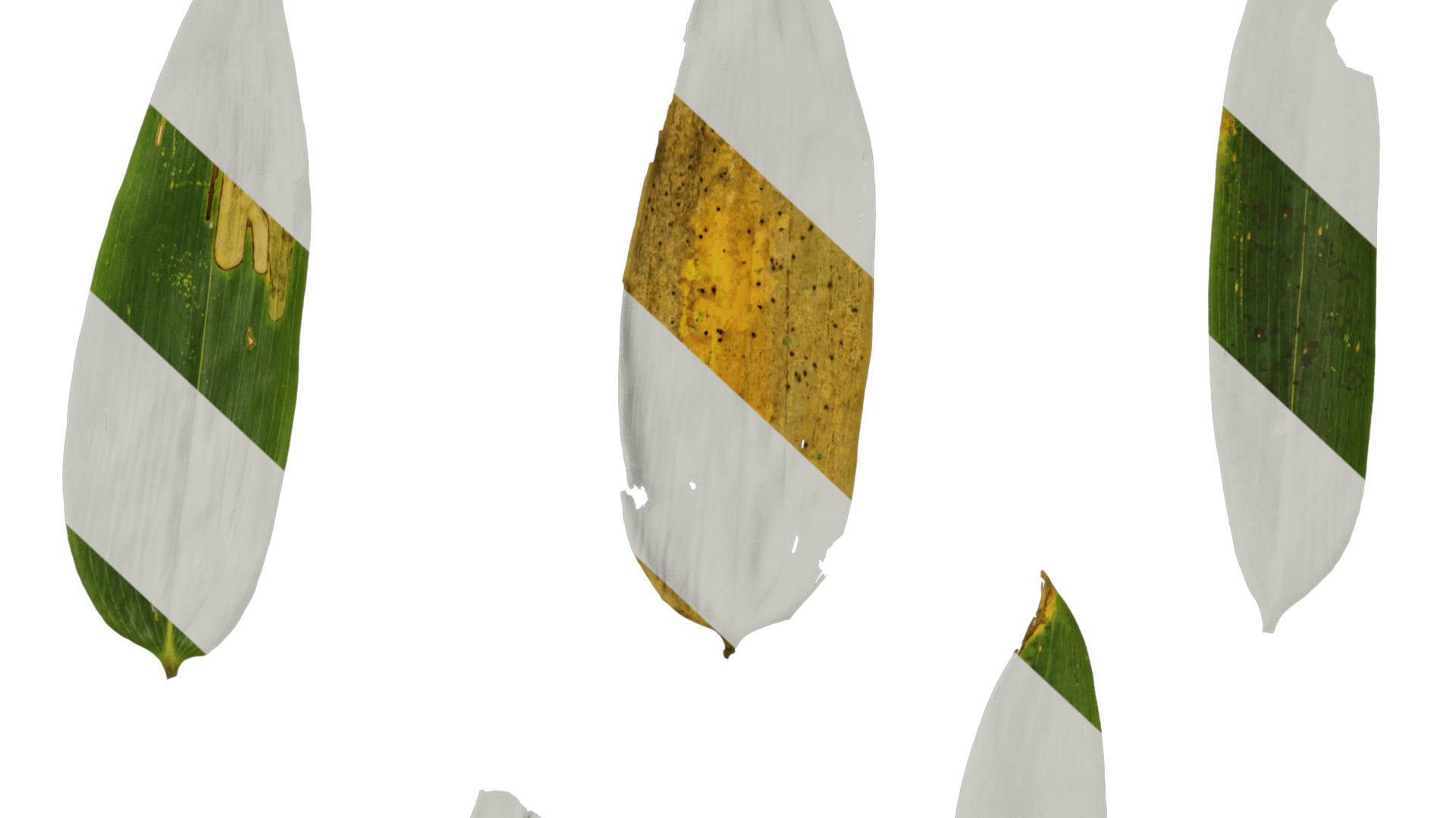 3D Anydrafts Sasa Pygmaea Leaf 01 Textures - TurboSquid 2345480