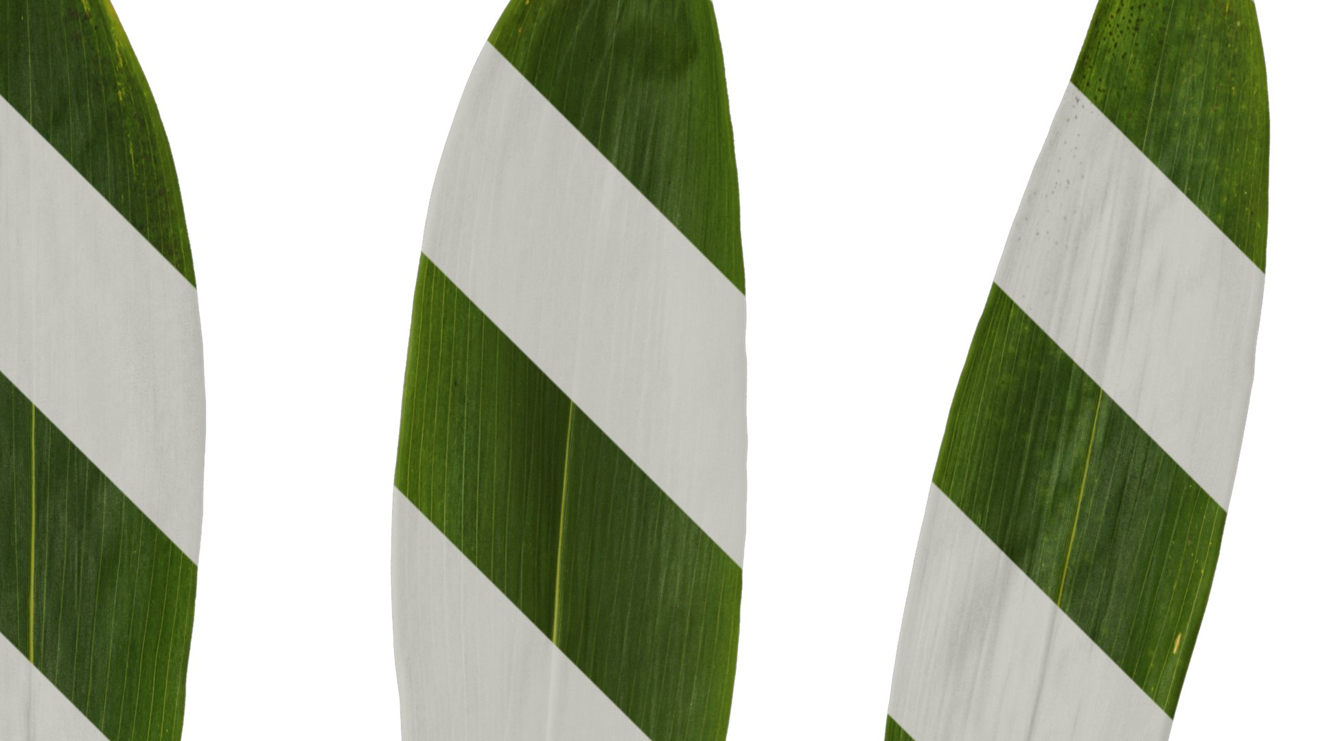 3D Anydrafts Sasa Pygmaea Leaf 01 Textures - TurboSquid 2345480