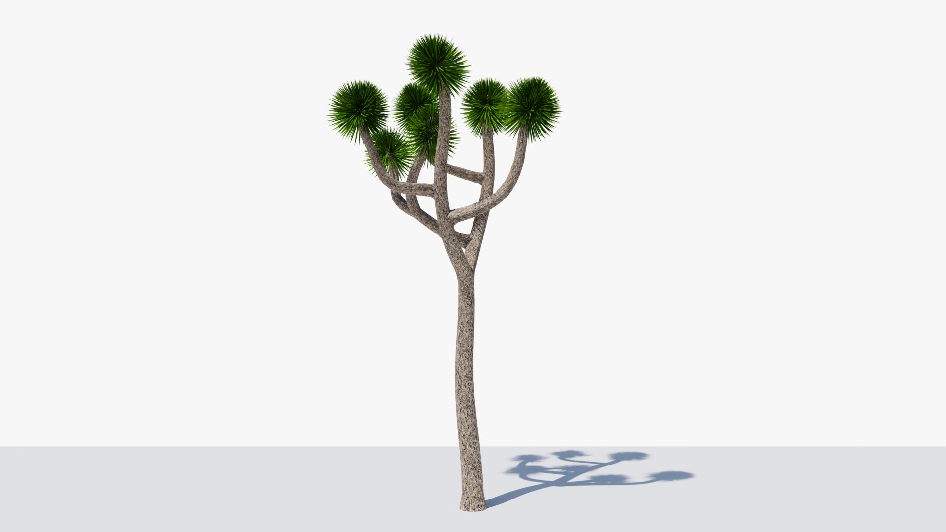 3D Joshua Tree or Yucca Palm v3 - TurboSquid 2044523