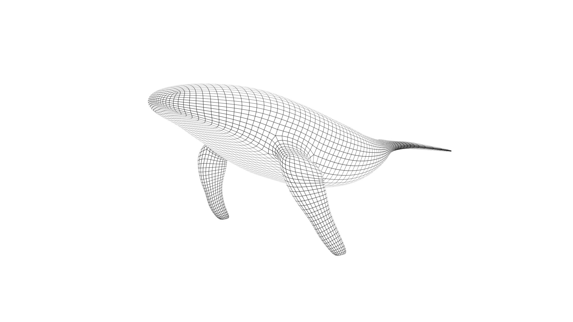 Simple Whale 3D Model - TurboSquid 1535780