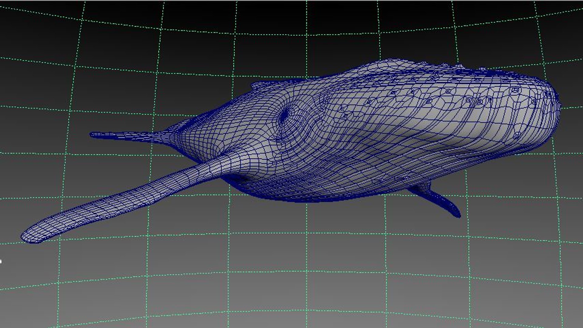 Whale 3D Model - TurboSquid 1443168