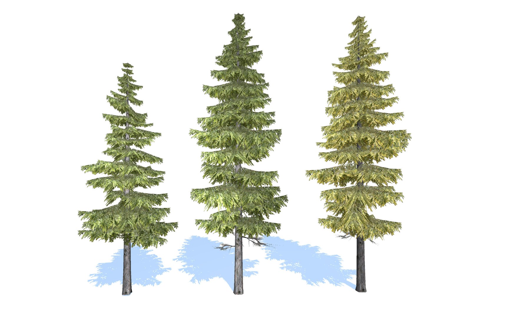 3D Spruce Trees - TurboSquid 1513598