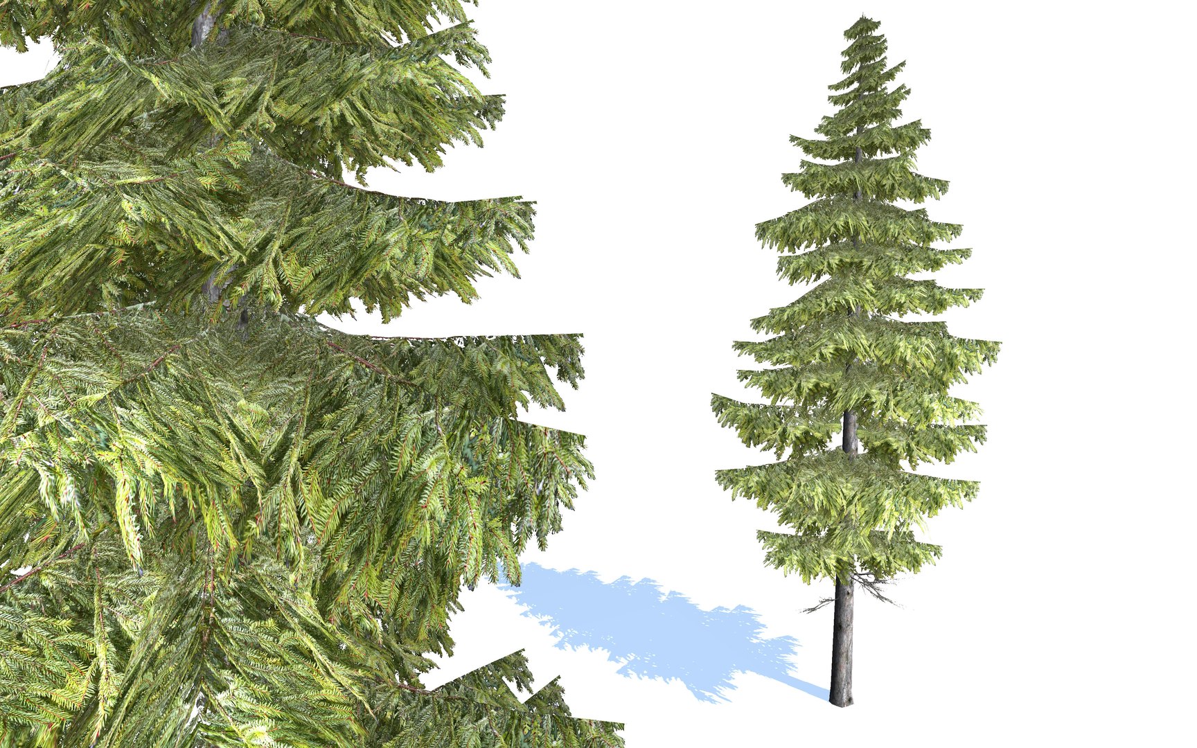 3D Spruce Trees - TurboSquid 1513598