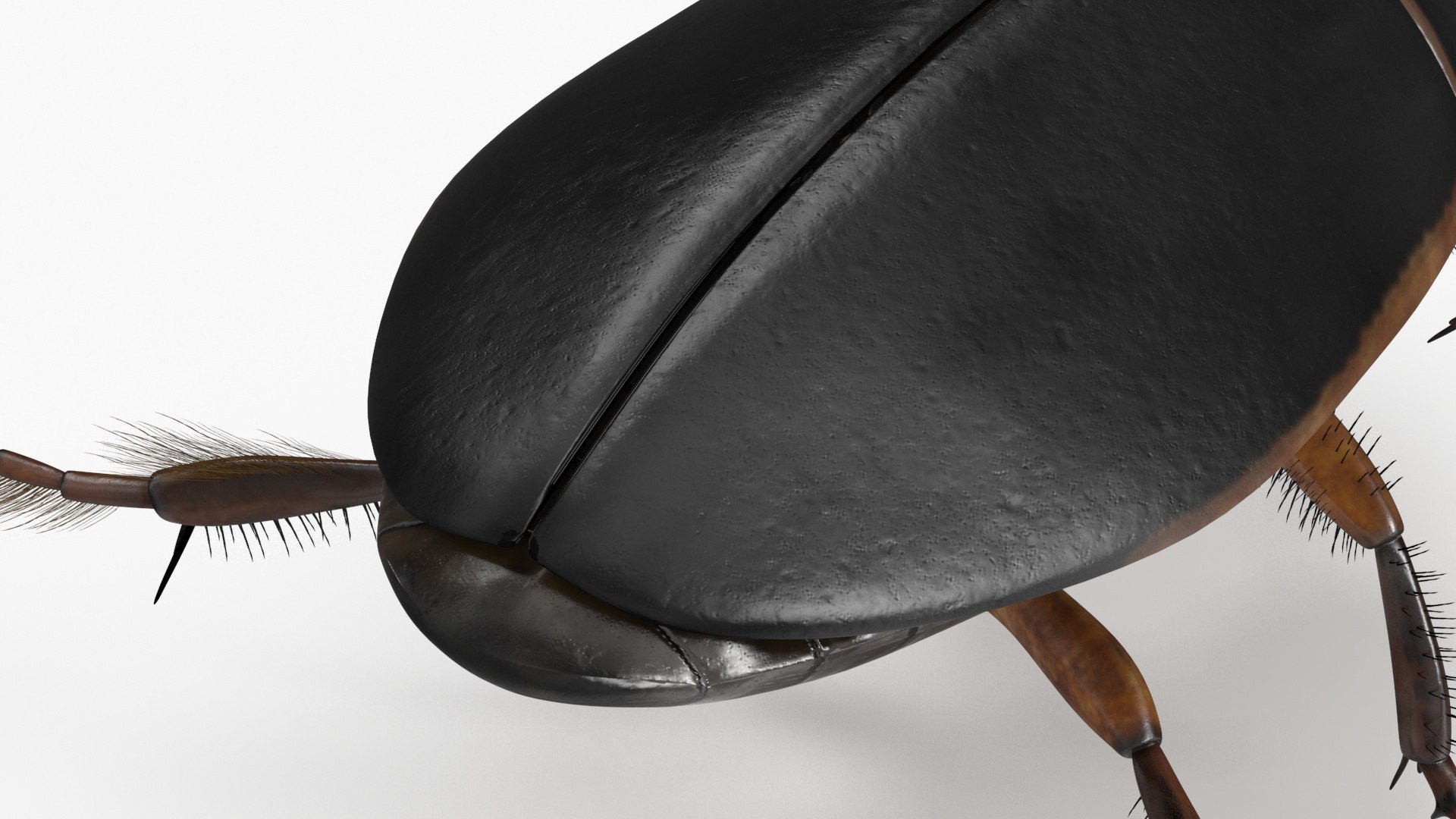 3D Water Insect Beetle Black Realistic Floating Model - TurboSquid 2248784