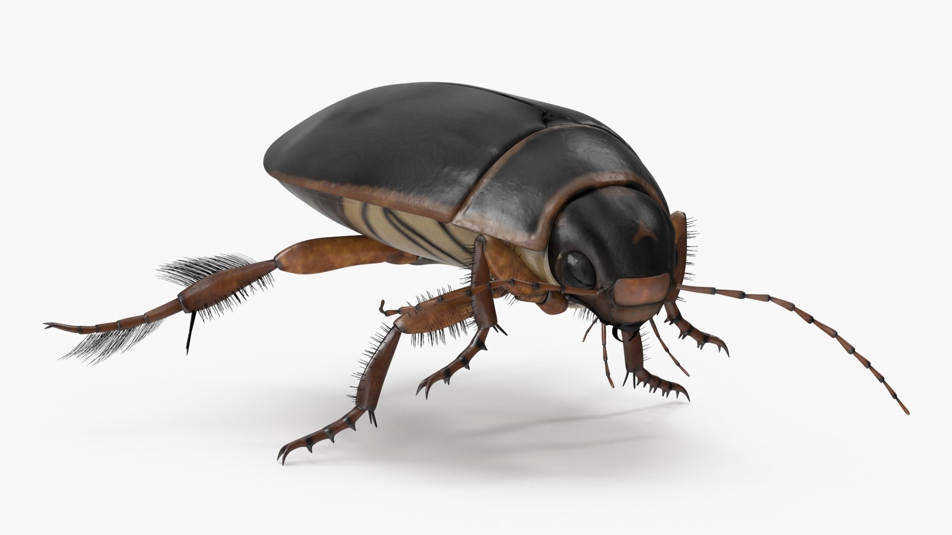 3D Water Insect Beetle Black Realistic Floating Model - TurboSquid 2248784