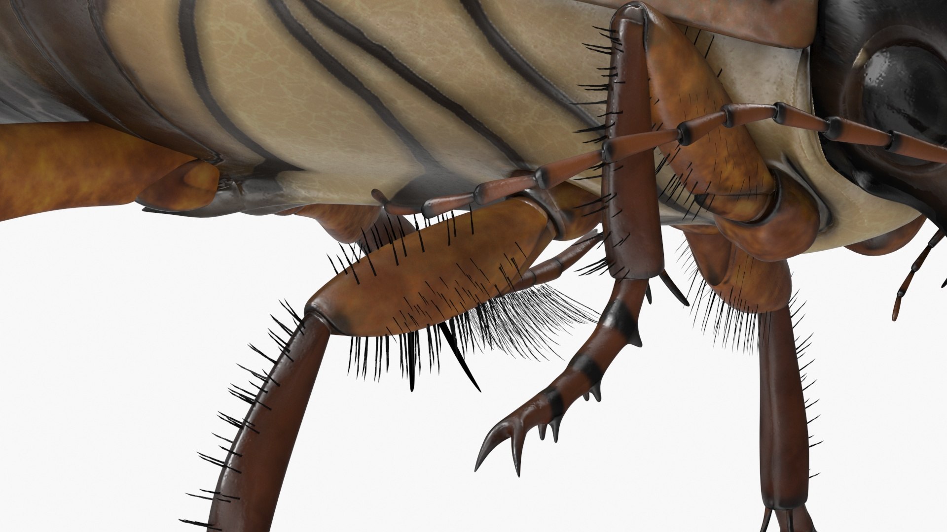 3D Water Insect Beetle Black Realistic Floating Model - TurboSquid 2248784