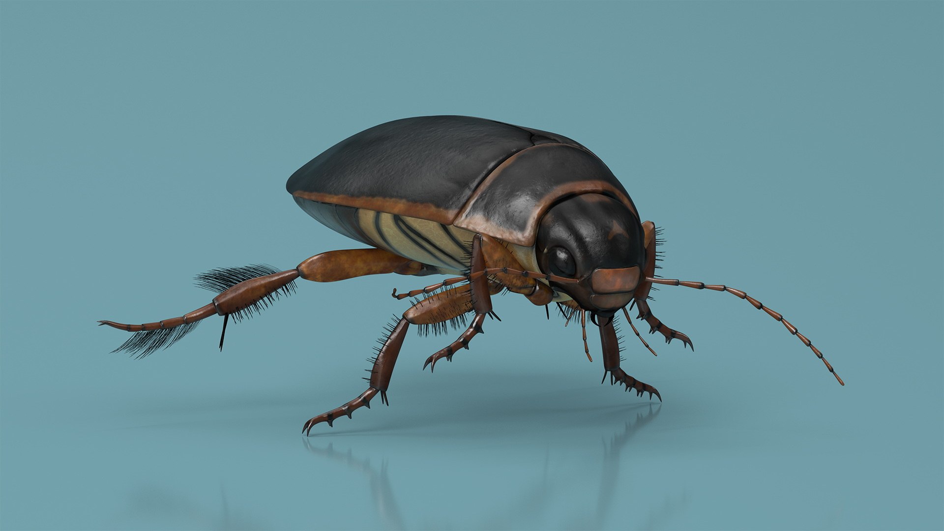 3D Water Insect Beetle Black Realistic Floating Model - TurboSquid 2248784