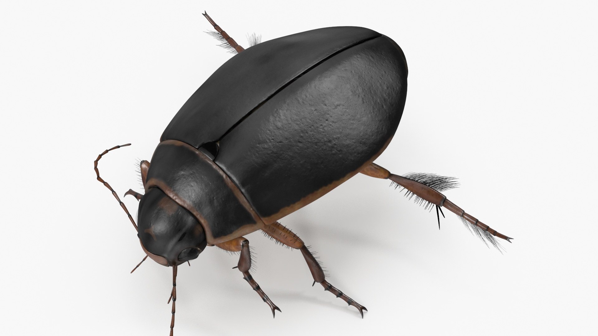3D Water Insect Beetle Black Realistic Floating Model - TurboSquid 2248784