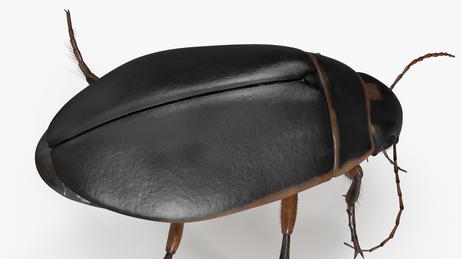 3D Water Insect Beetle Black Realistic Floating Model - TurboSquid 2248784