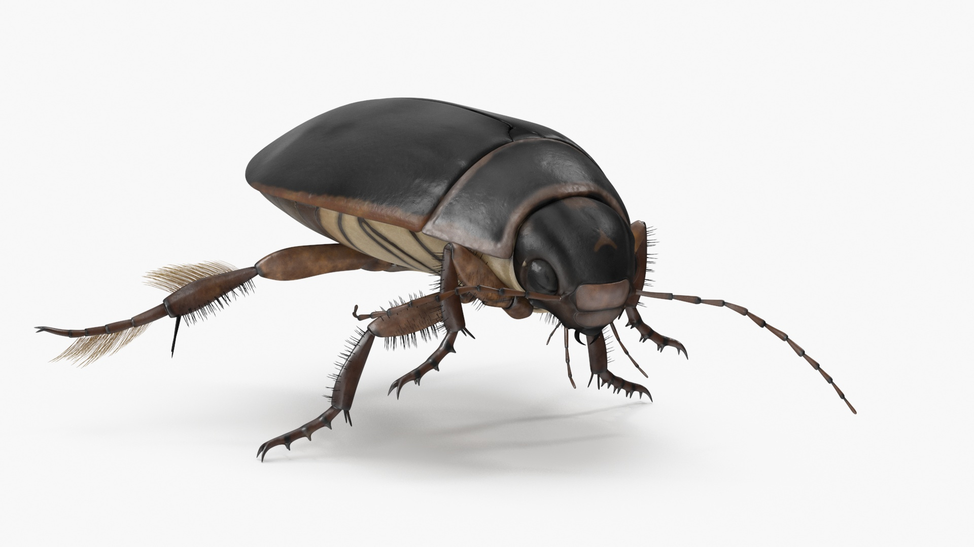 3D Water Insect Beetle Black Realistic Floating Model - TurboSquid 2248784