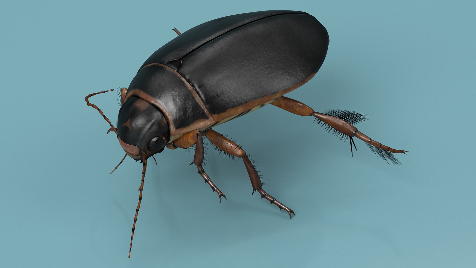 3D Water Insect Beetle Black Realistic Floating Model - TurboSquid 2248784