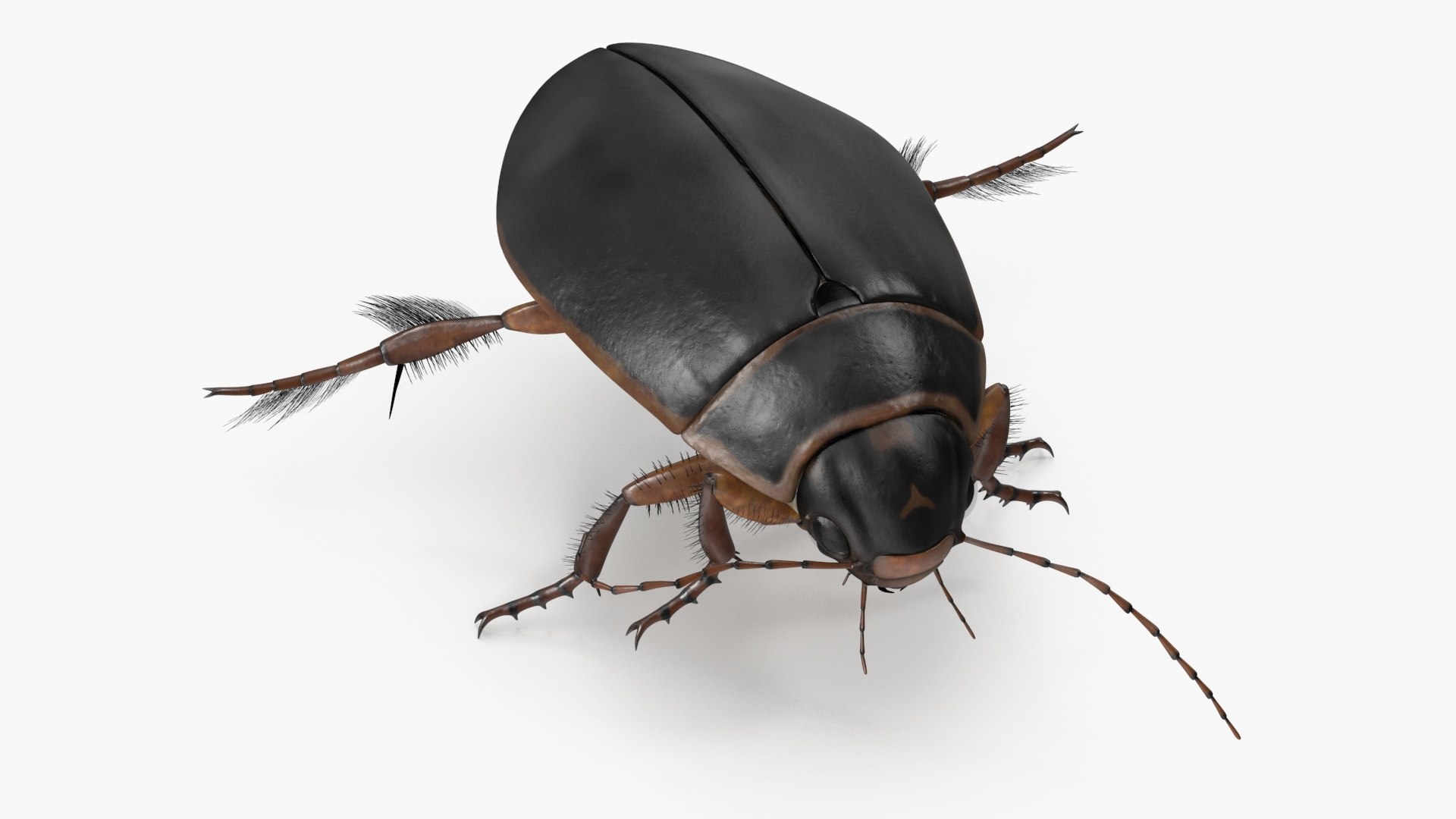 3D Water Insect Beetle Black Realistic Floating Model - TurboSquid 2248784