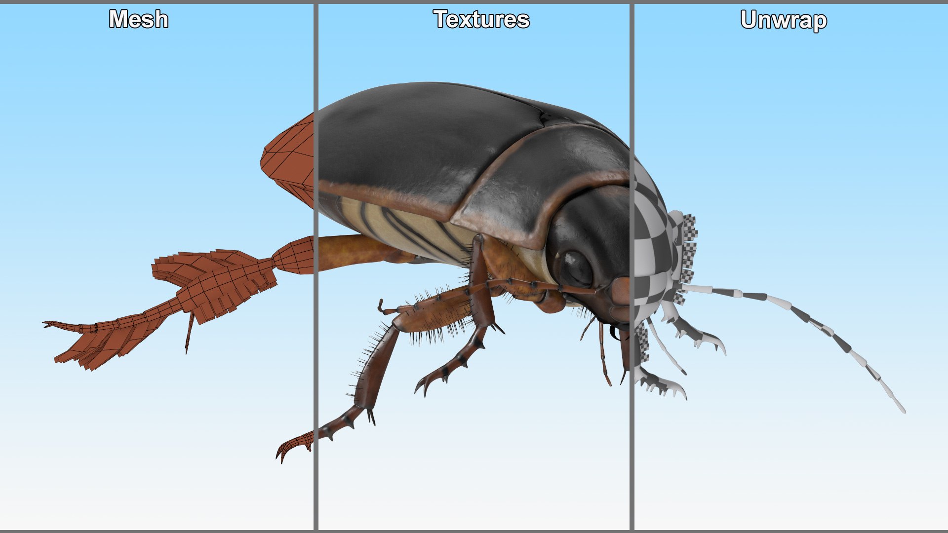 3D Water Insect Beetle Black Realistic Floating Model - TurboSquid 2248784