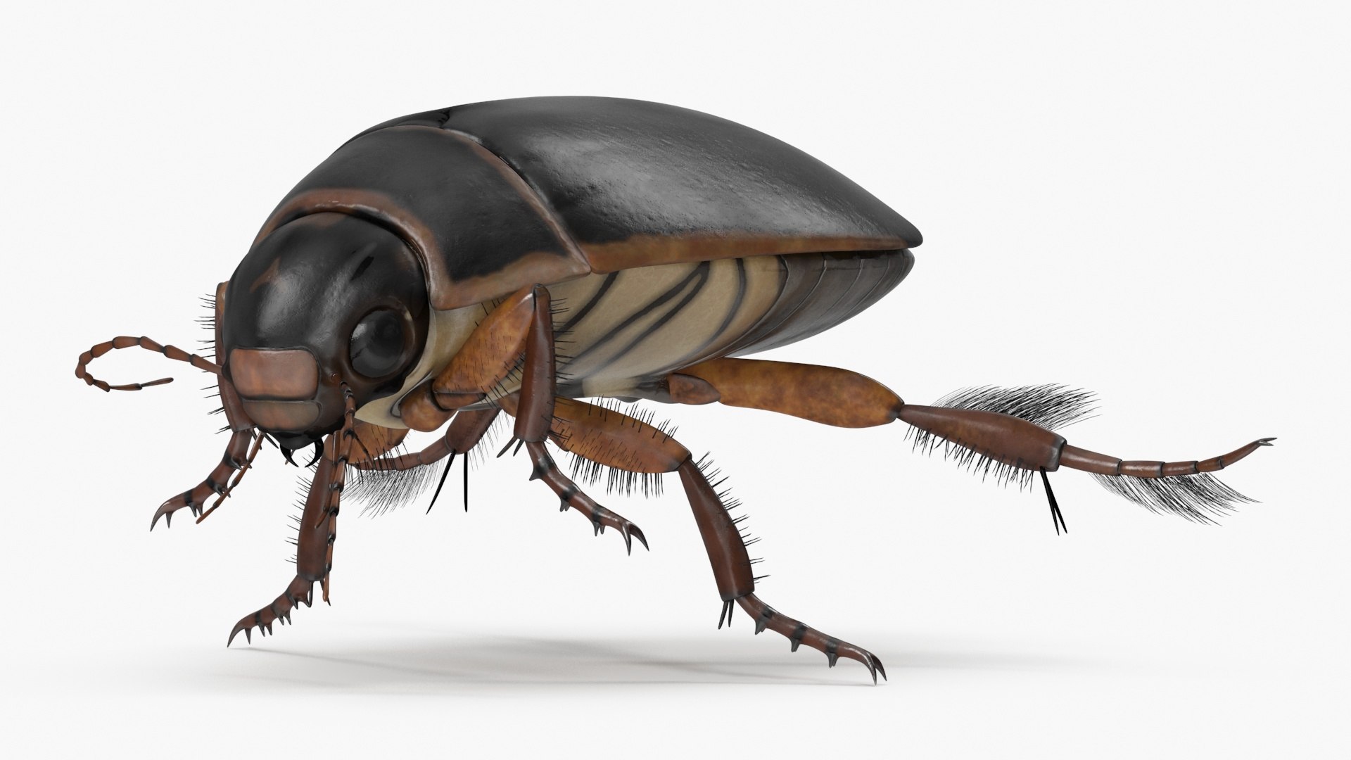 3D Water Insect Beetle Black Realistic Floating Model - TurboSquid 2248784