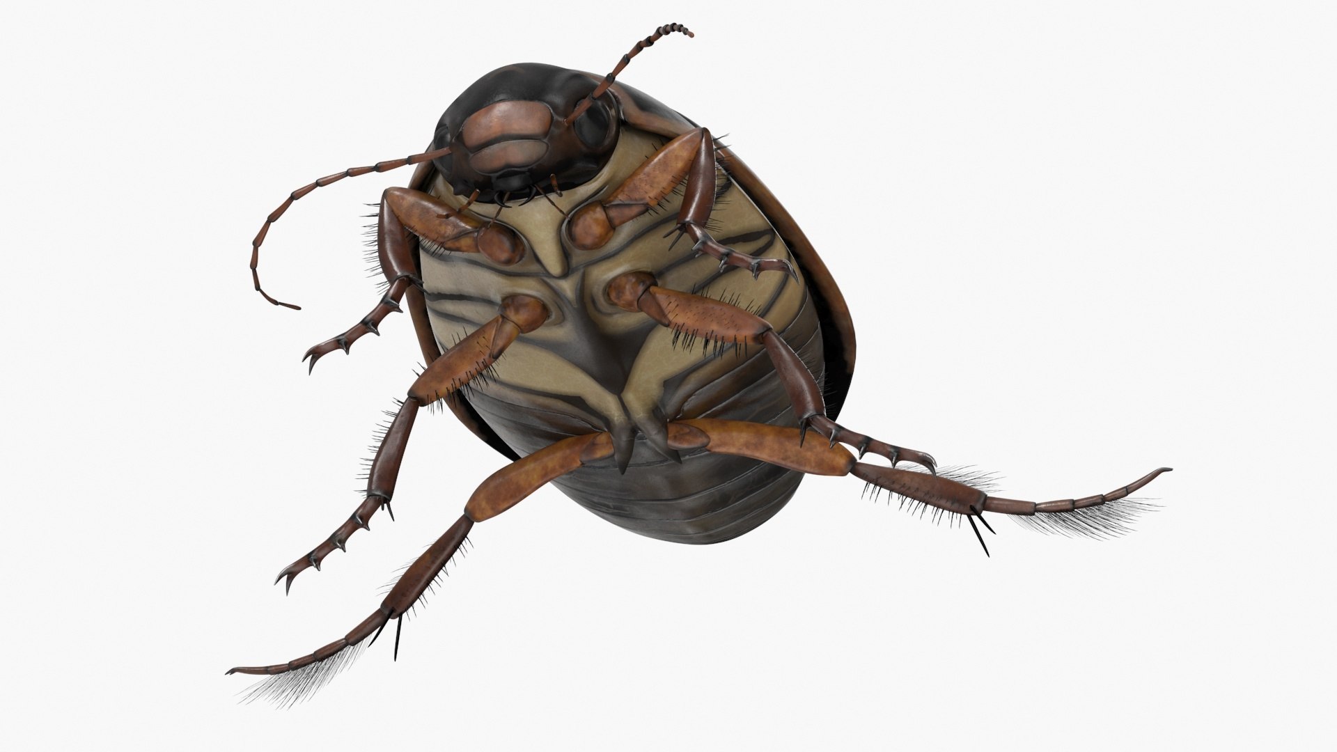 3D Water Insect Beetle Black Realistic Floating Model - TurboSquid 2248784