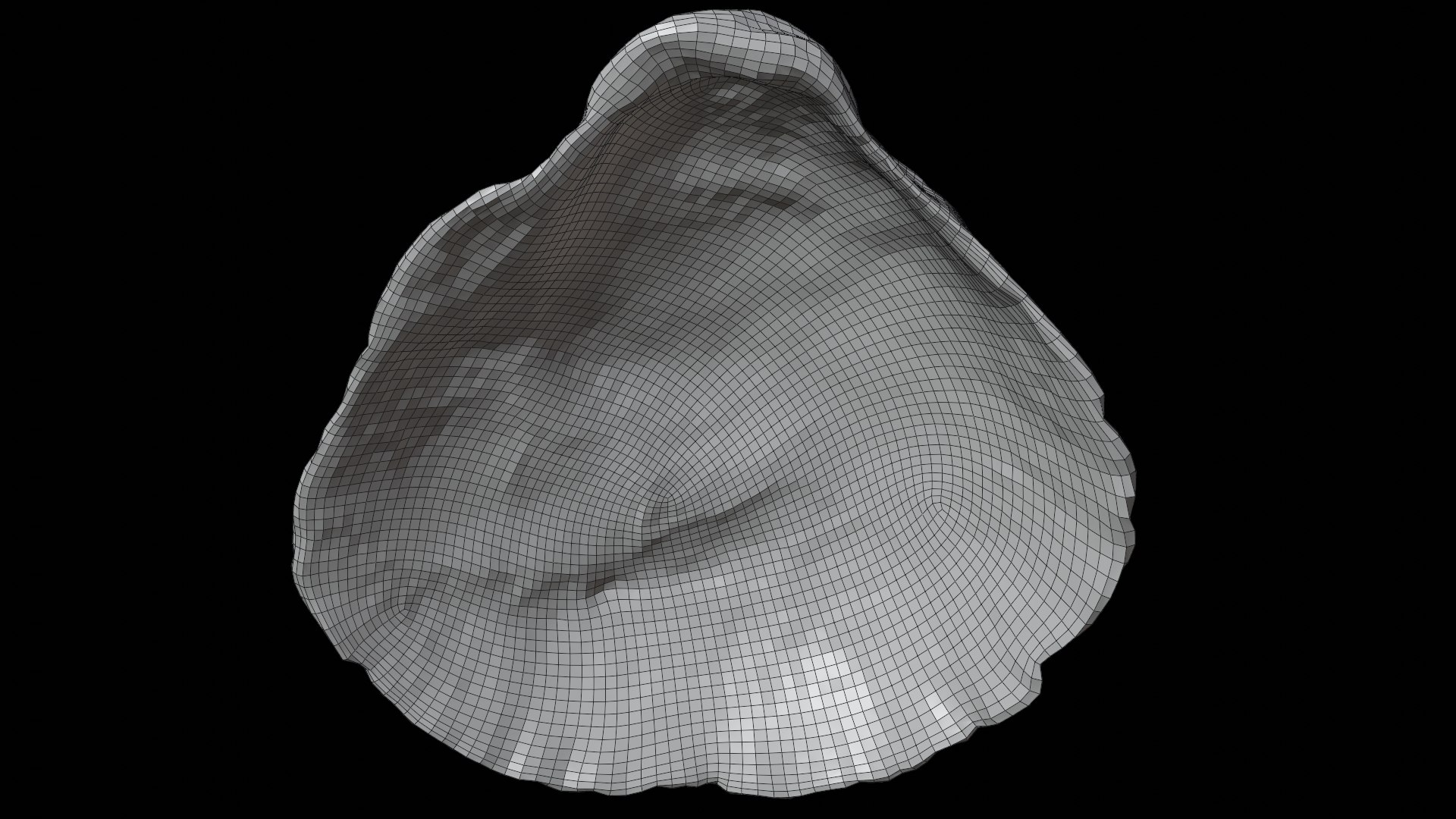Sea Shell 01 Model - TurboSquid 1952683