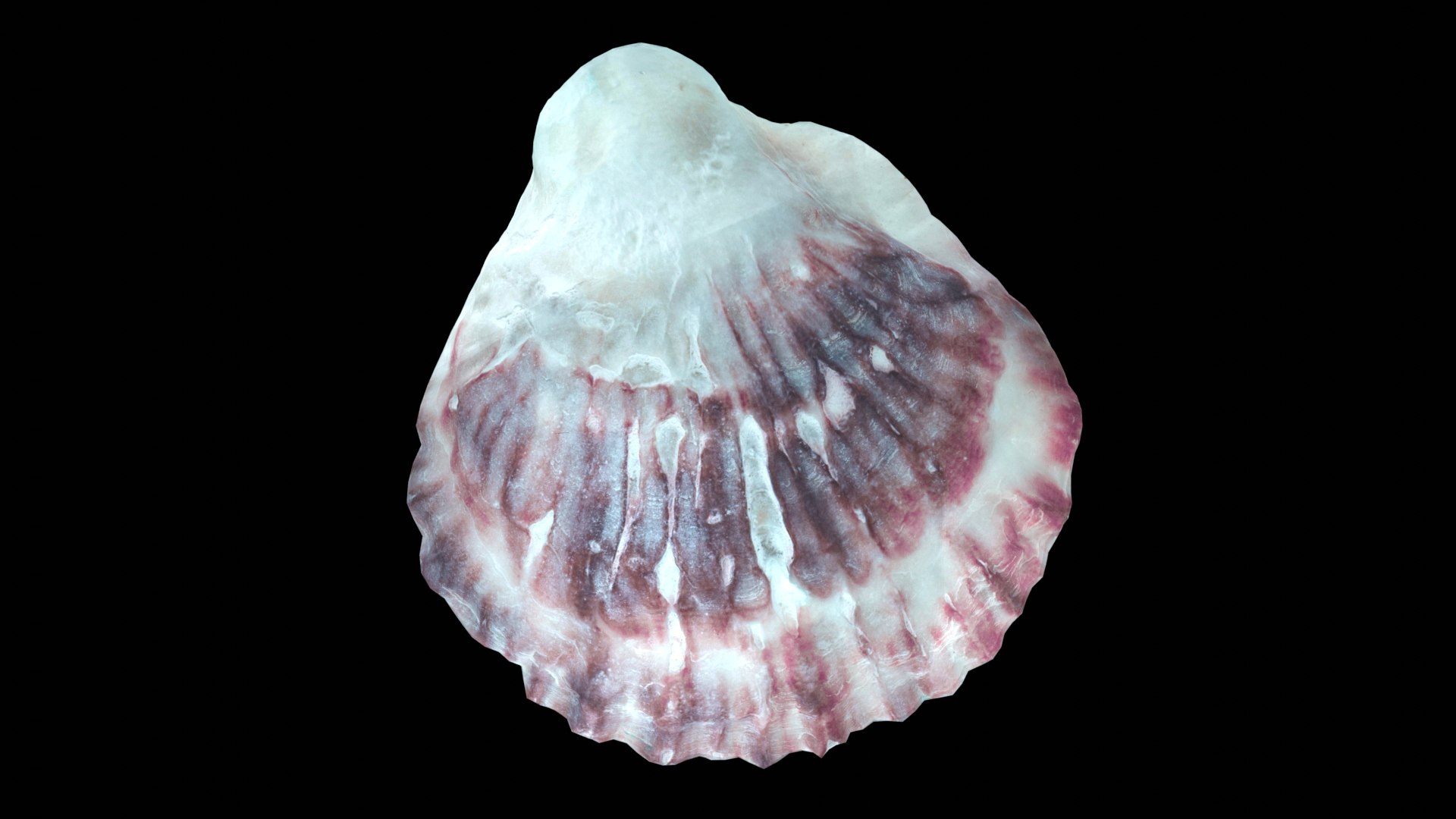 Sea Shell 01 Model - TurboSquid 1952683