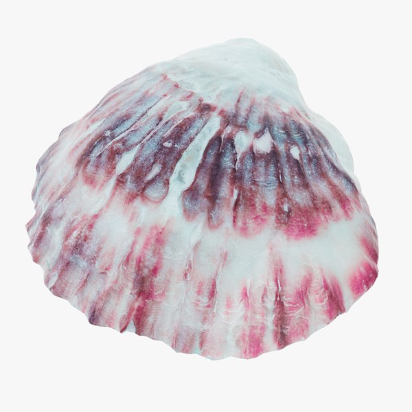 Sea Shell 01 model - TurboSquid 1952683