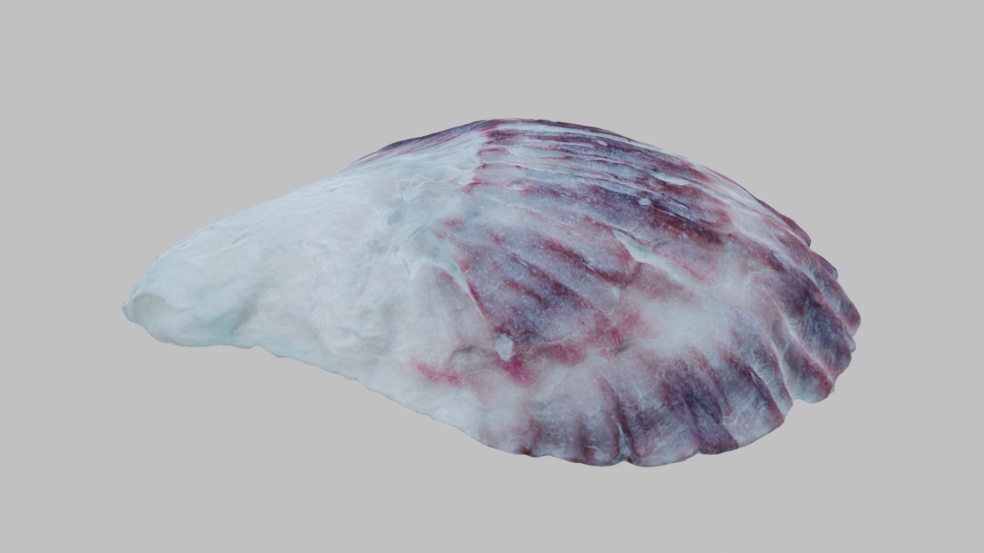 Sea Shell 01 Model - TurboSquid 1952683