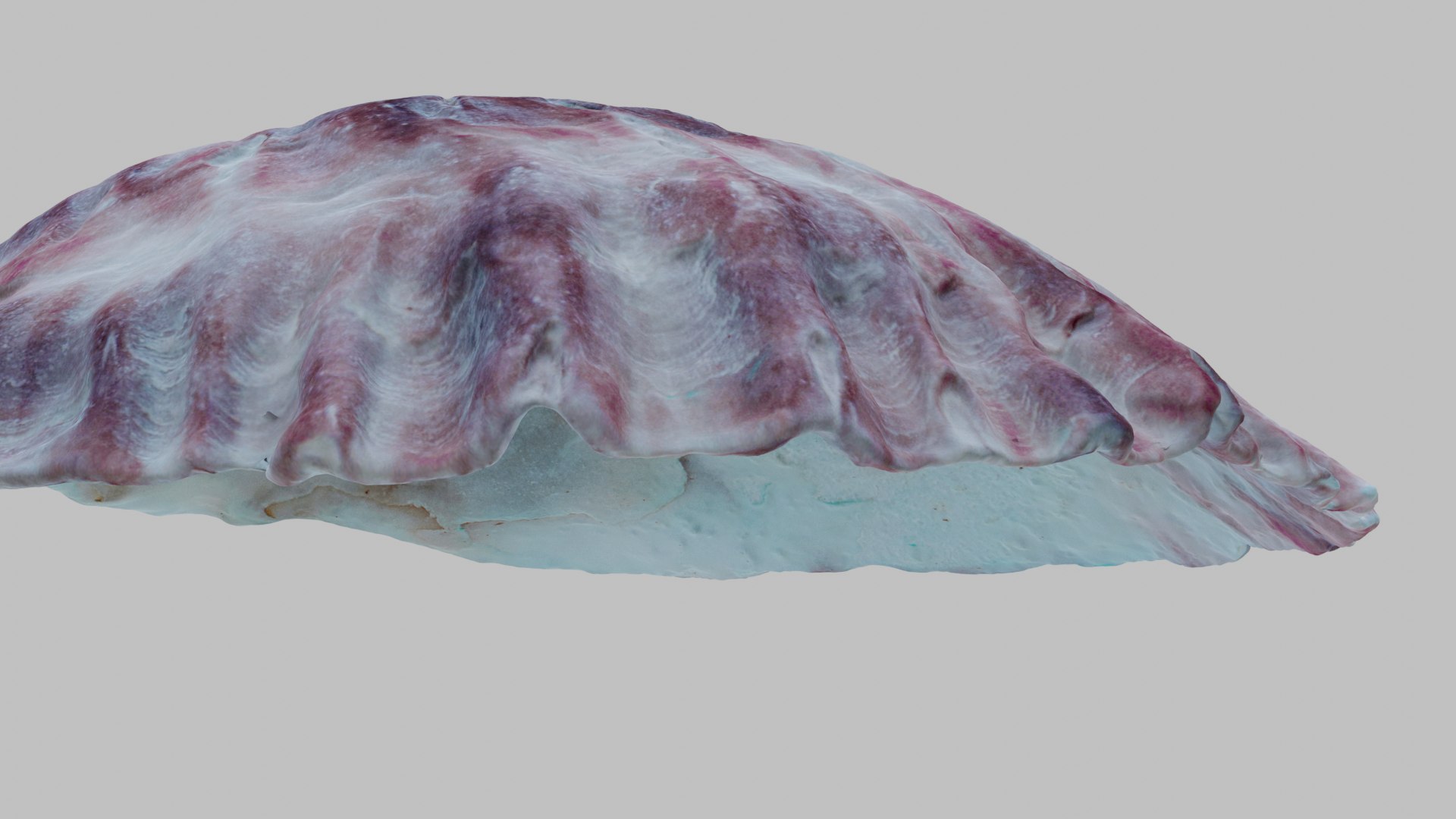 Sea Shell 01 Model - TurboSquid 1952683