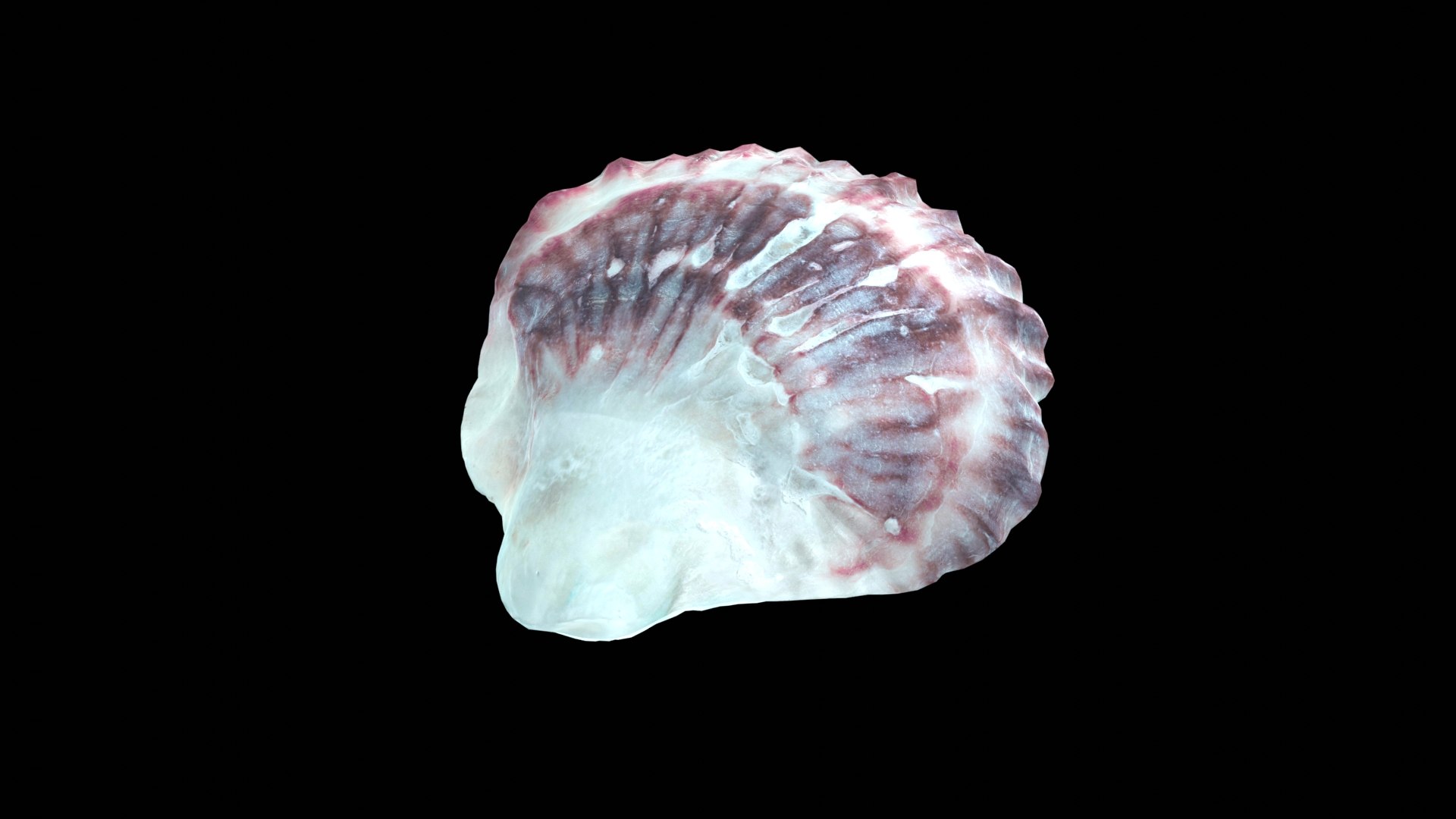 Sea Shell 01 Model - TurboSquid 1952683