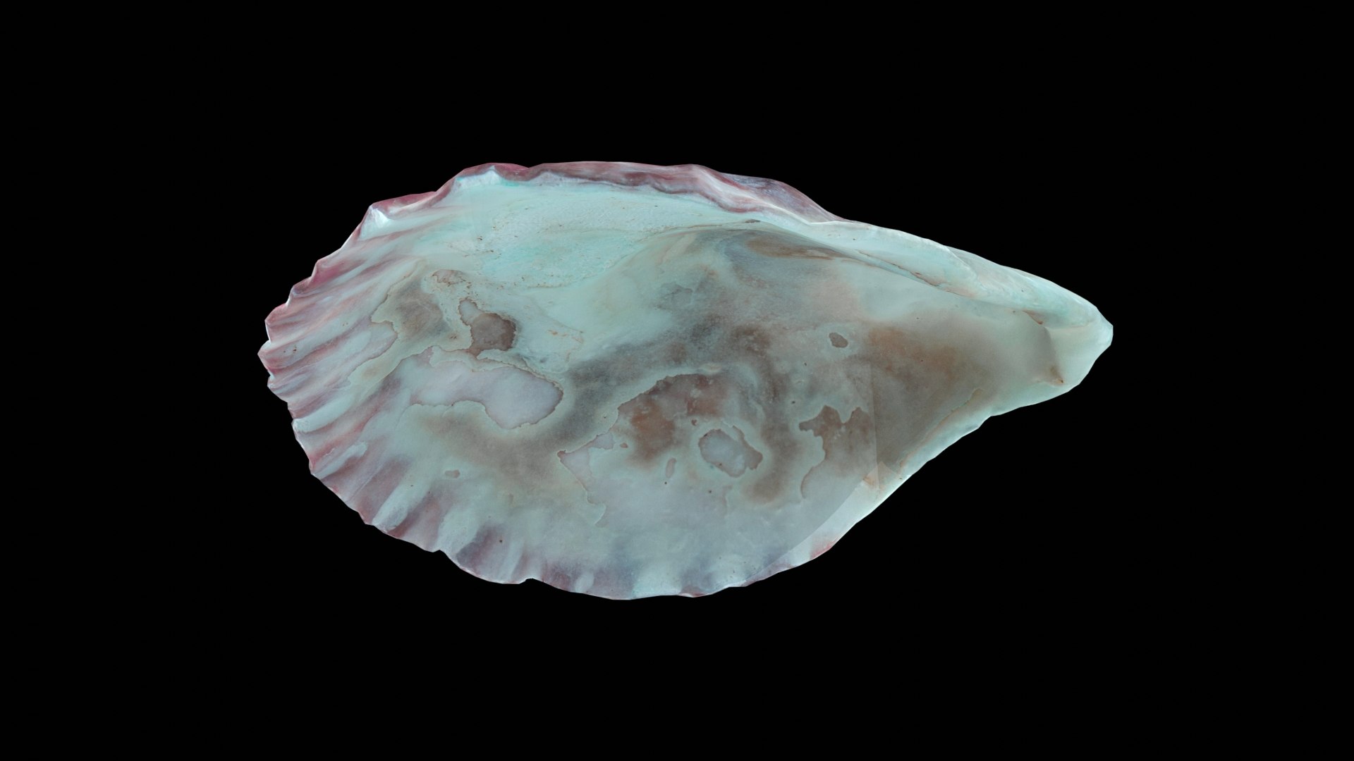 Sea Shell 01 Model - TurboSquid 1952683