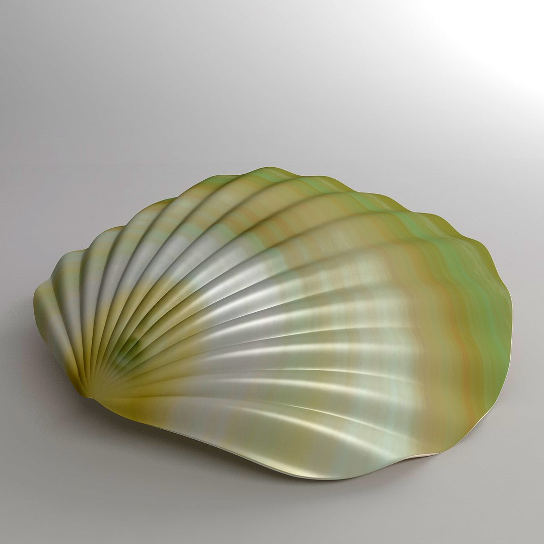 3d Model Ark Seashell Smooth