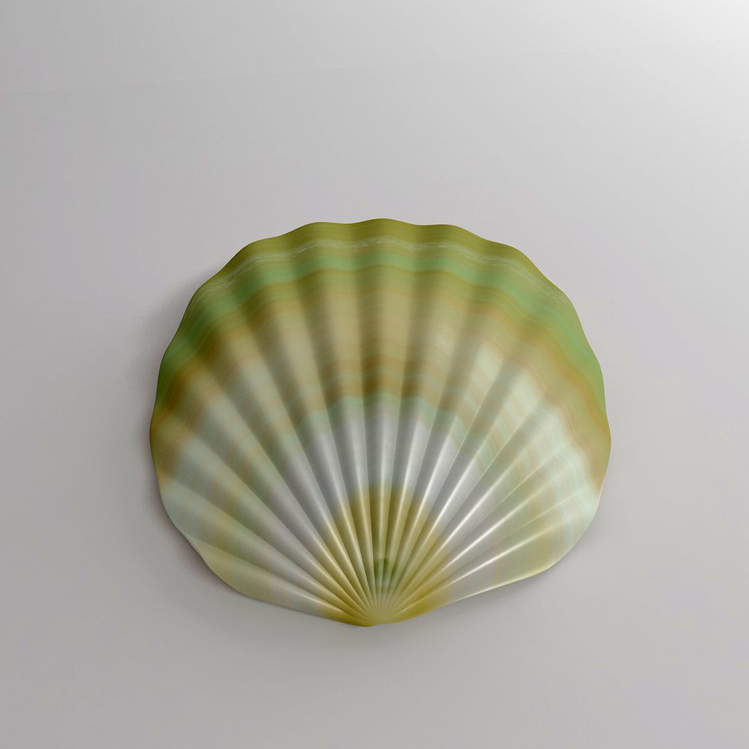 3d Model Ark Seashell Smooth