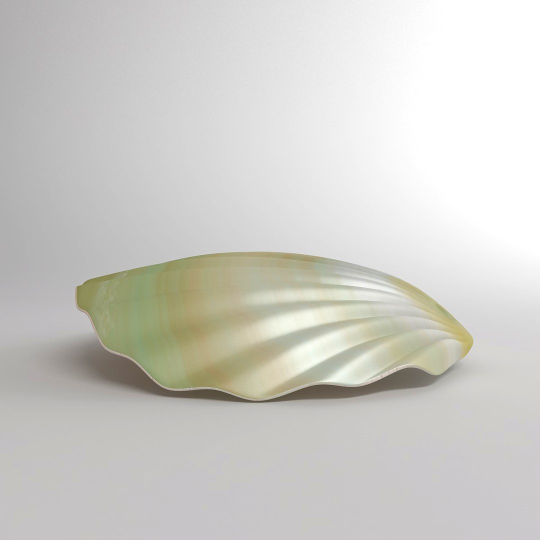 3d Model Ark Seashell Smooth