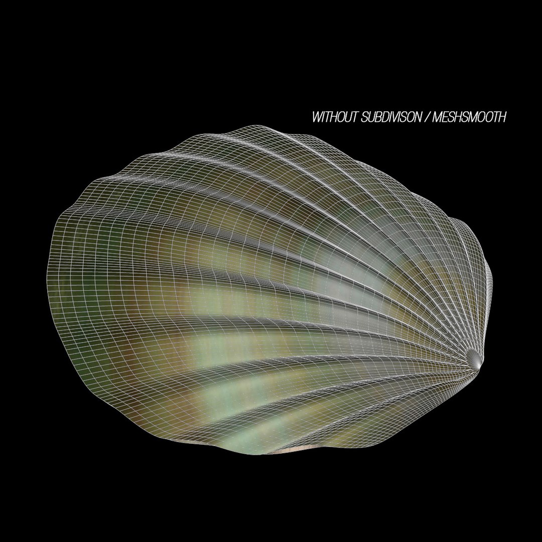3d Model Ark Seashell Smooth