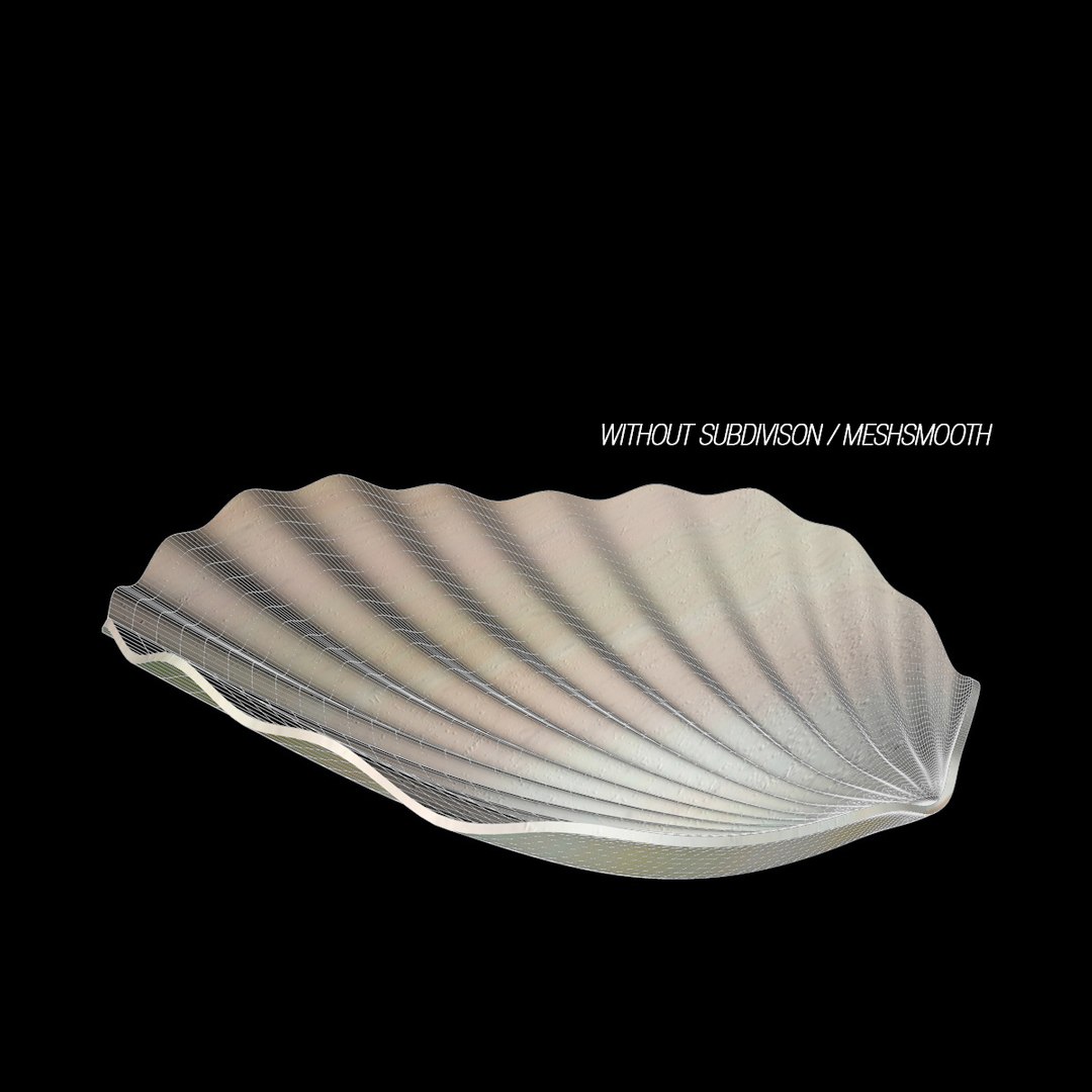 3d Model Ark Seashell Smooth