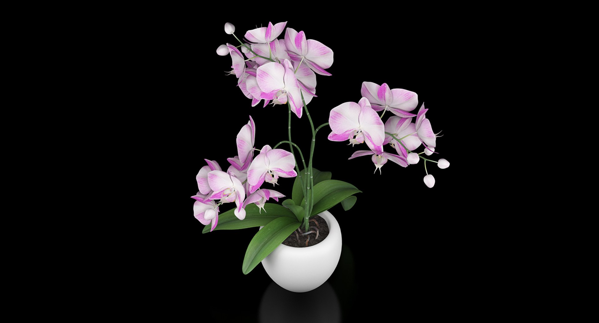3d Orchid Flower