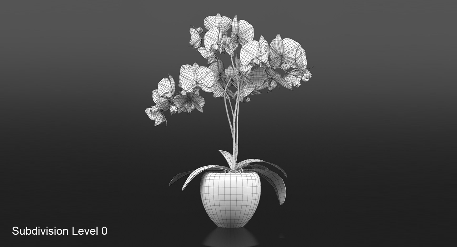3d Orchid Flower