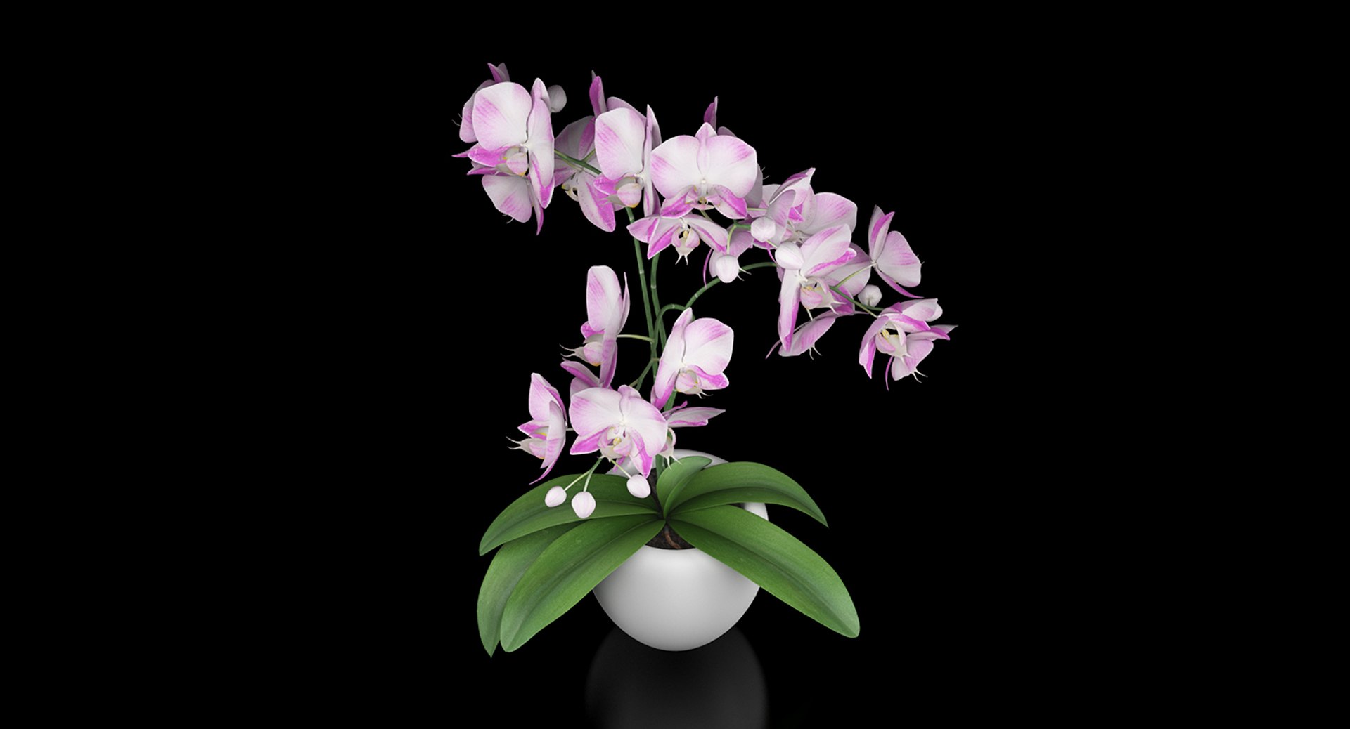 3d Orchid Flower
