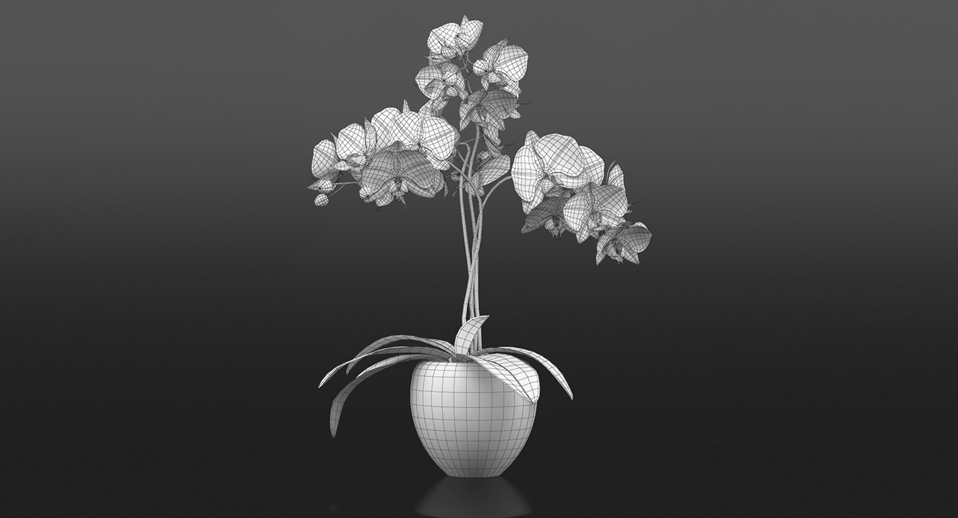 3d orchid flower