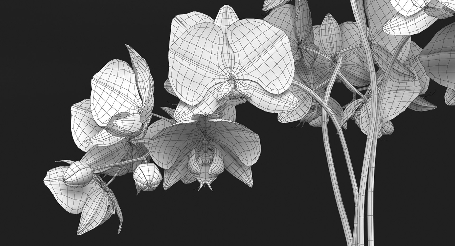 3d Orchid Flower