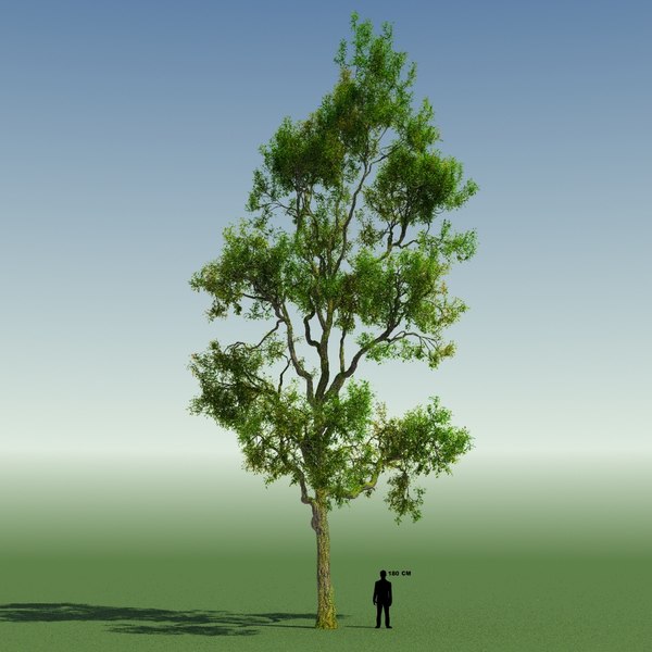 3D Rainforest Models | TurboSquid