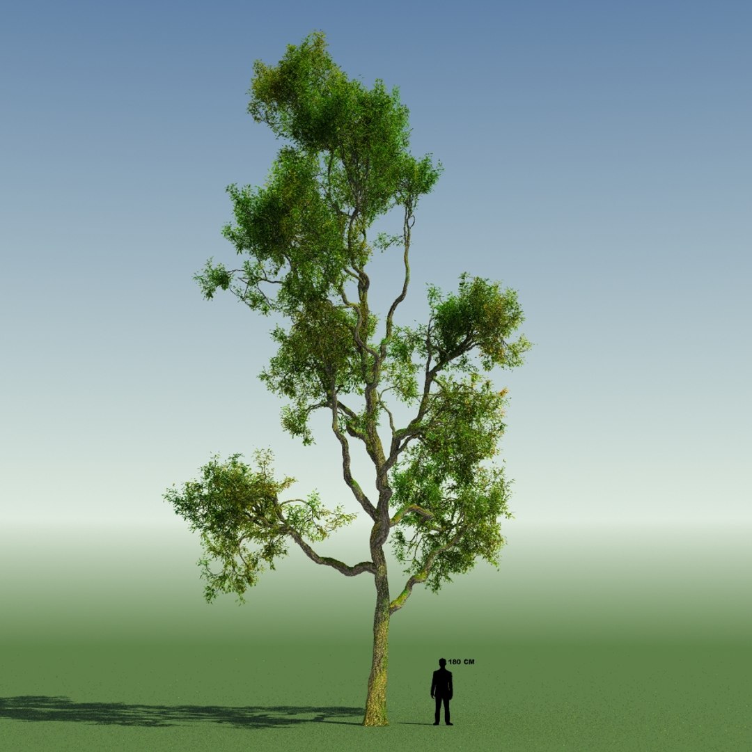 tree forest rainforest 3d model