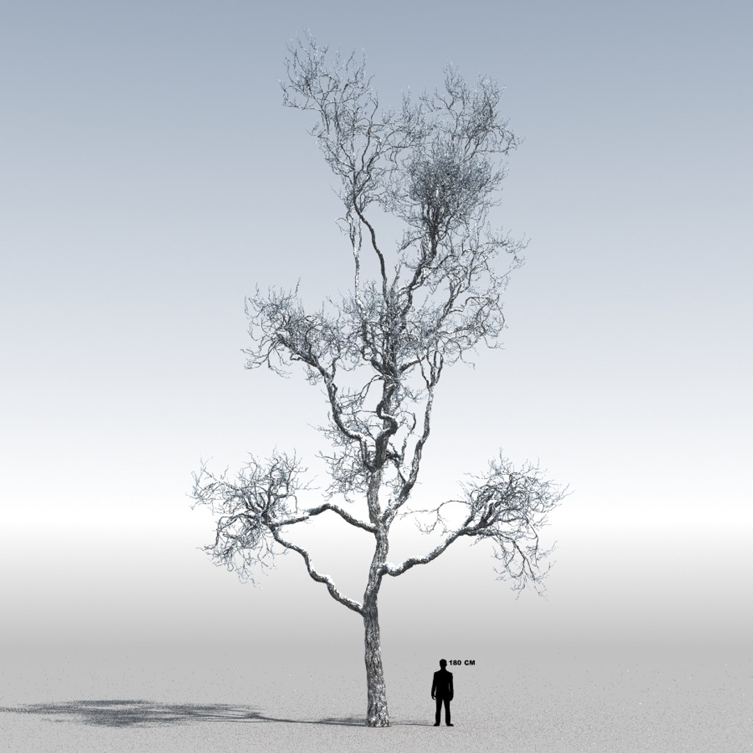 tree forest rainforest 3d model