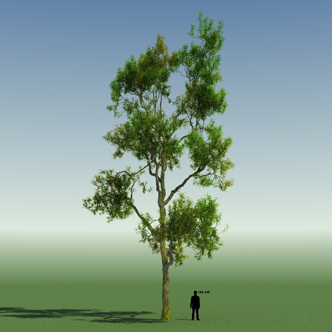 tree forest rainforest 3d model