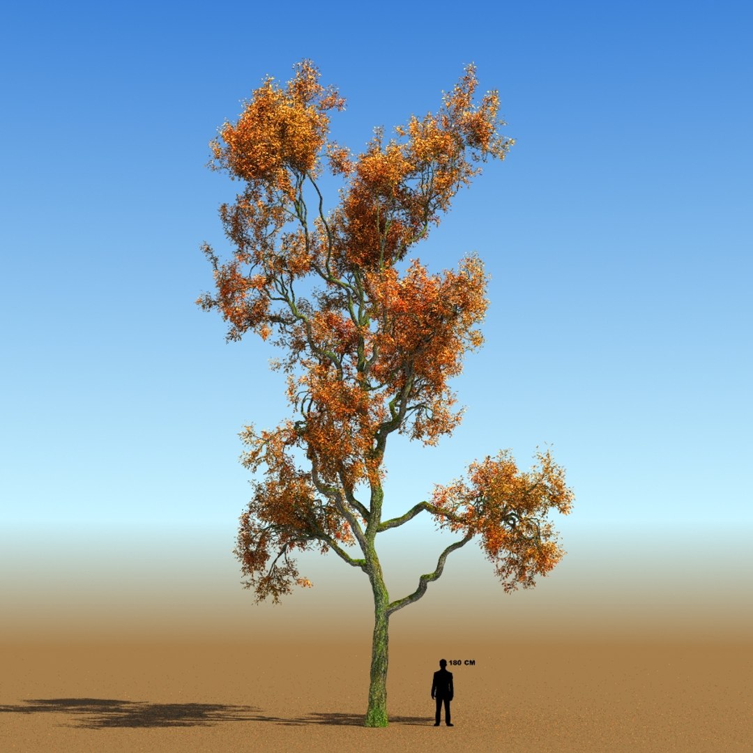 tree forest rainforest 3d model