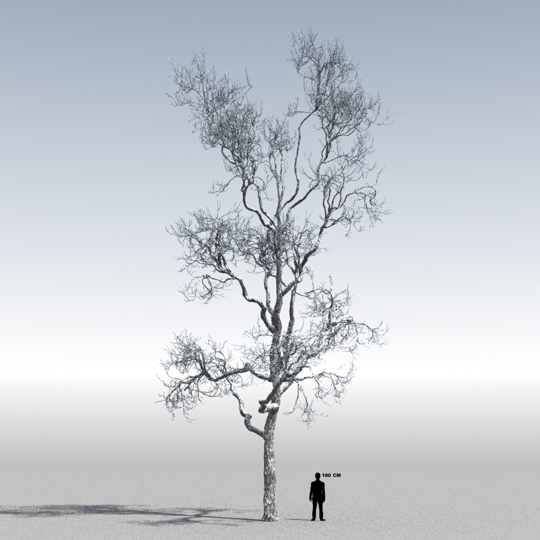 tree forest rainforest 3d model