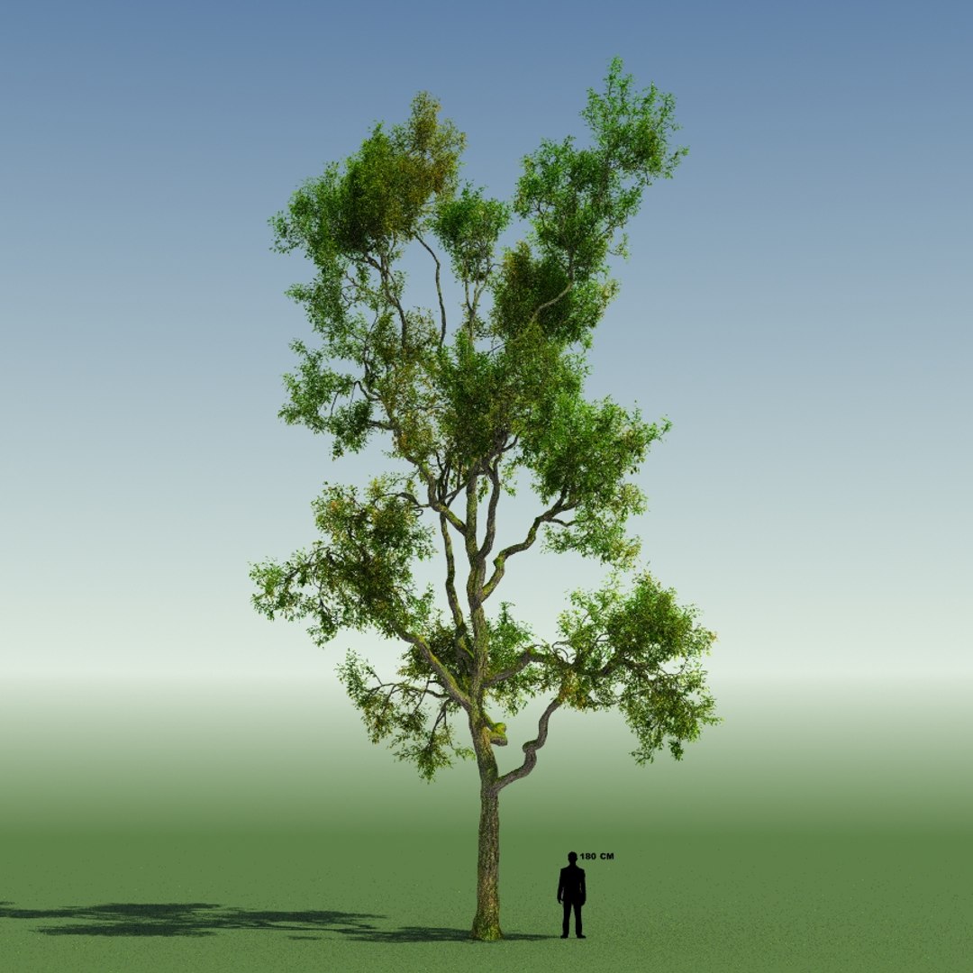 tree forest rainforest 3d model