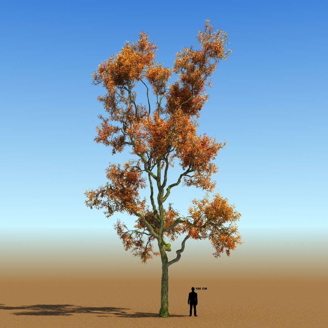 tree forest rainforest 3d model