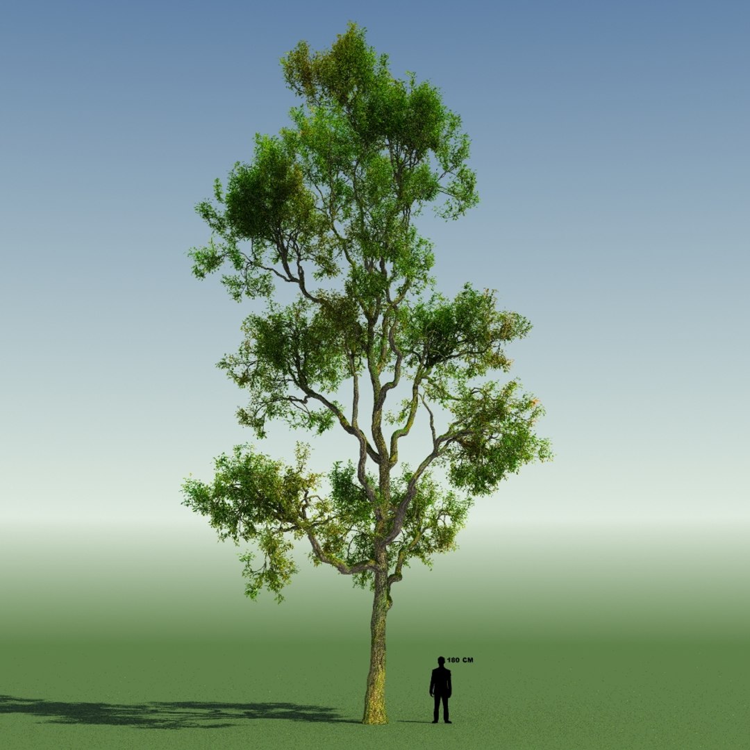 tree forest rainforest 3d model