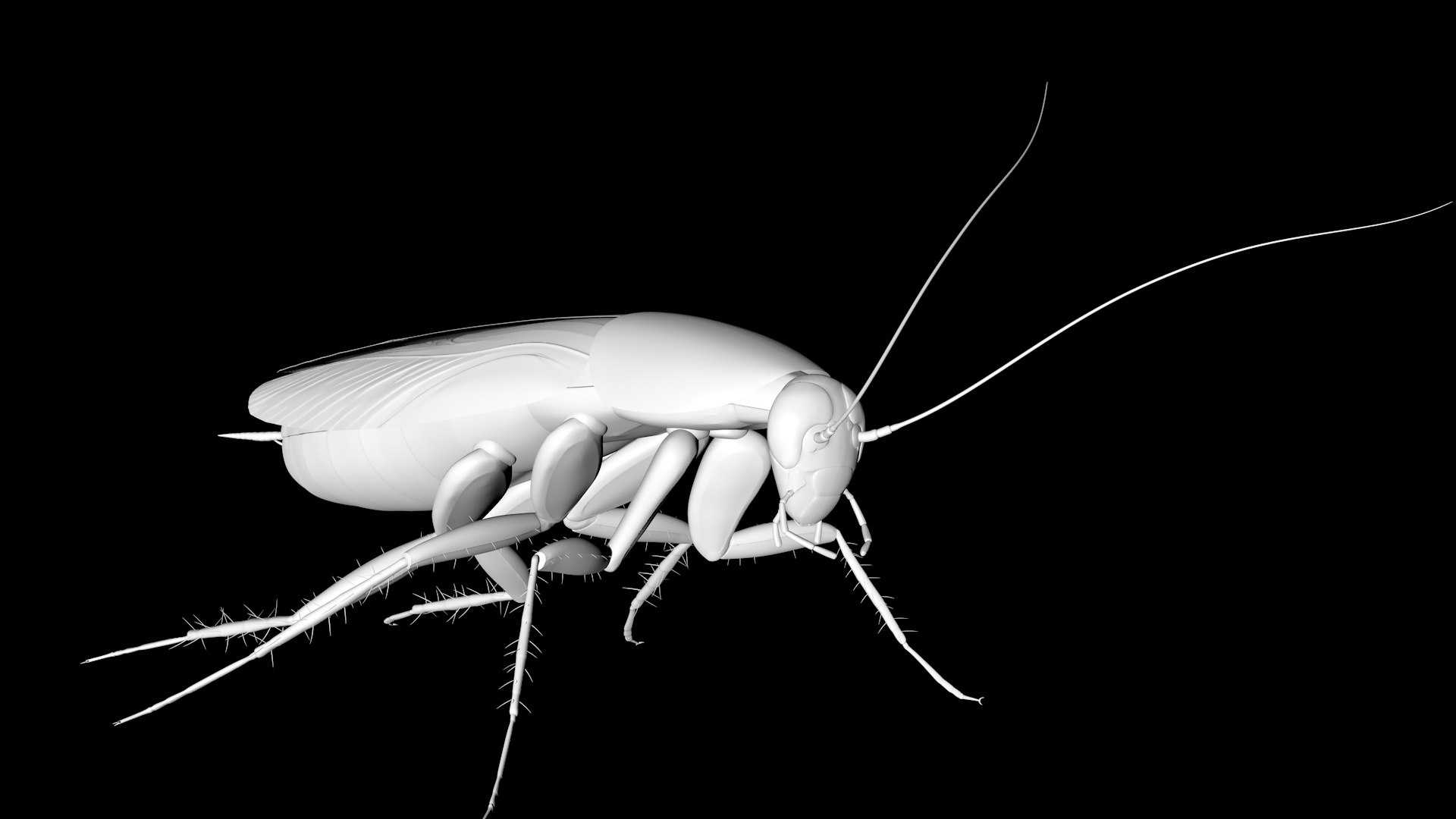 3D Insect Cockroach Model - TurboSquid 1687780